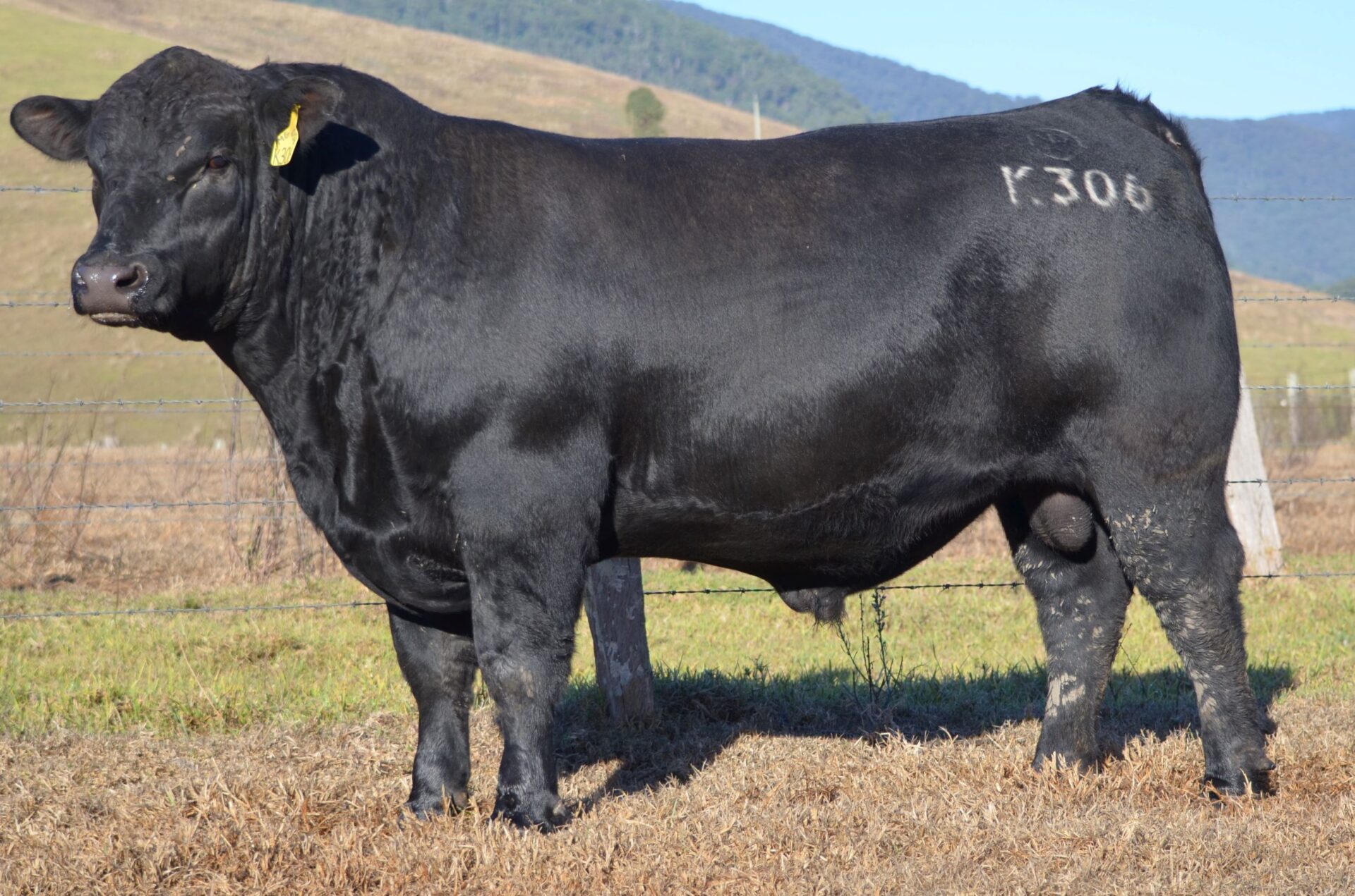 Beef - Northern Artificial Breeders